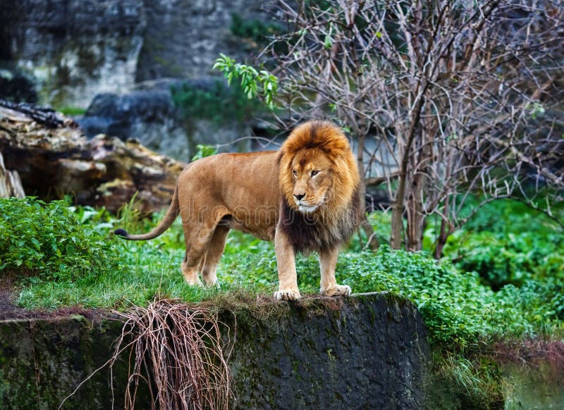 Single lion stands stock photo. Image of lion, natural - 125184934