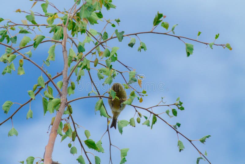 A Single Little Bird Eating Stock Photo - Image of bird, birds: 194247902