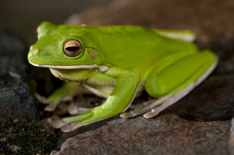 Single Little Green Tree Frog Stock Photo - Image of tree, environment ...