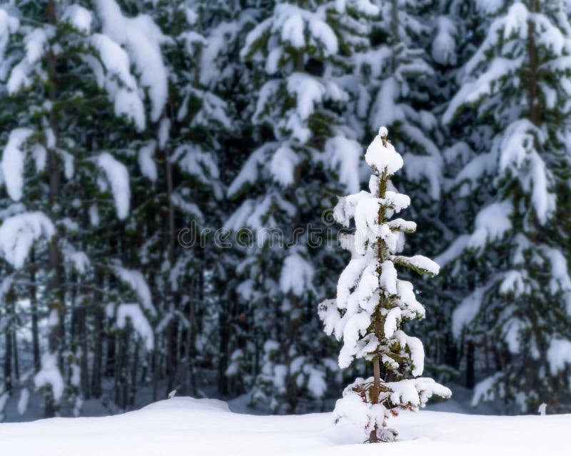 Single Little Pine Tree Escaped from the Forest Stock Photo - Image of ...