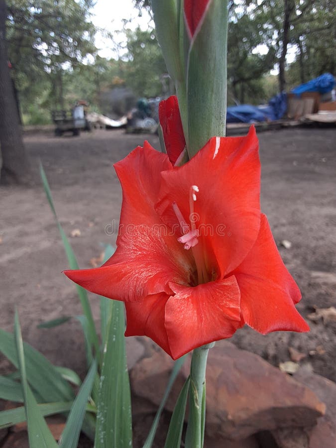 Single little red stock image. Image of little, wildflower - 195663213