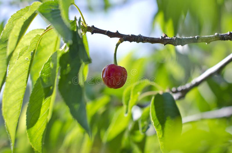 Single Little Red Cherry in a Cherry Tree Stock Photo - Image of spring ...