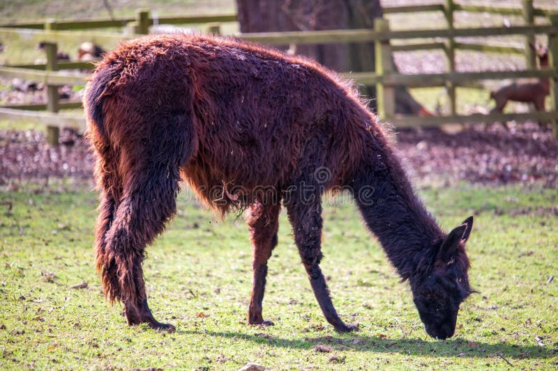 Single Llama in a Tranquil Setting, Grazing on a Lush Green Hillside in ...