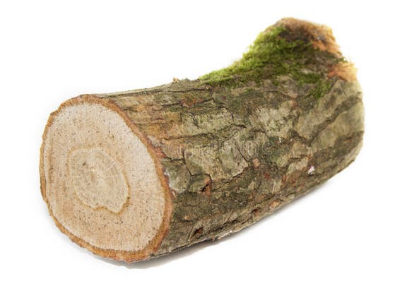 A Single log stock photo. Image of nature, rough, piece - 17585582