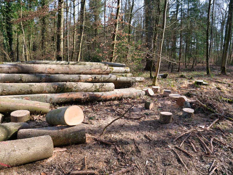 Single Logs of Cut Down Trees. Stock Photo - Image of loss, floor ...