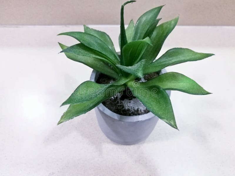 Single Green Cute Decorative Plant on White Background Stock Photo ...