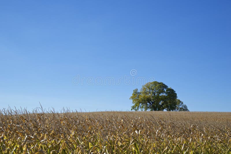 A Single Lonely Maple Tree Isolated in the Corn Field, Perfect As ...