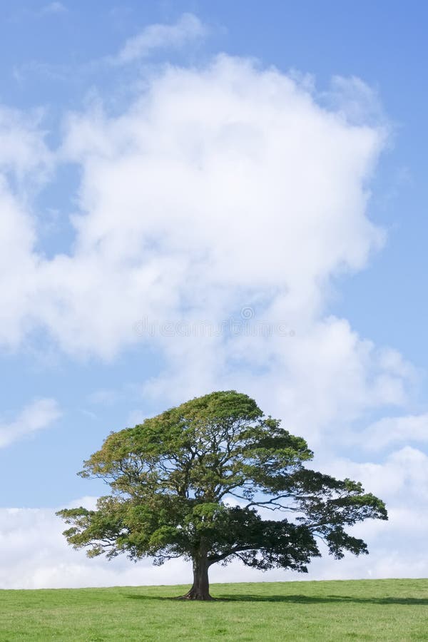 Single Tree and Seat Bench at Park Empty and Alone Marking Seasonal ...
