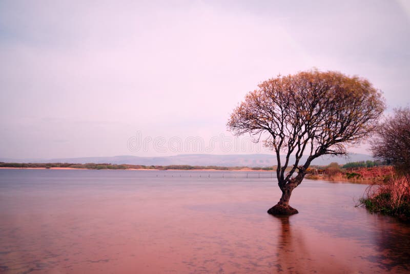 A Single Lonely Tree Sitting in the River Surrounded by Water Stock ...