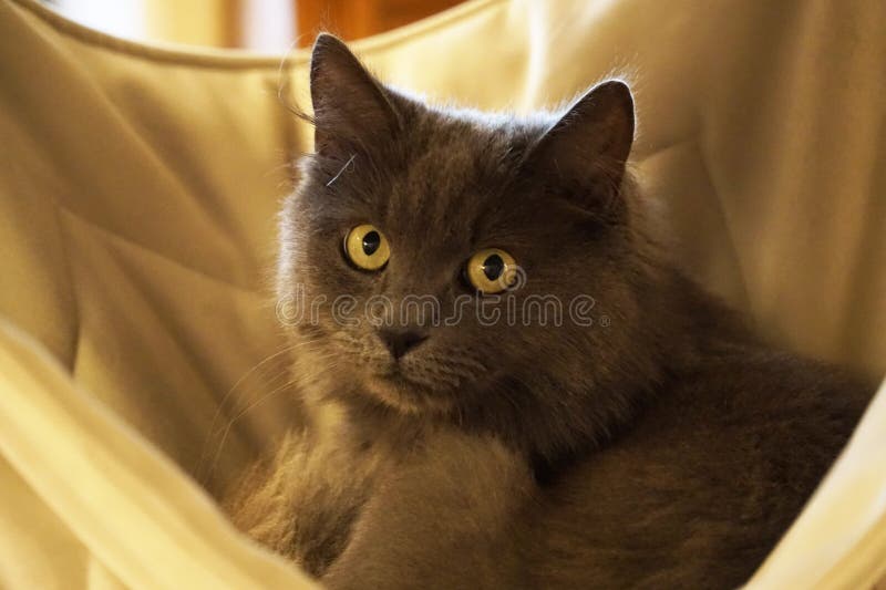 Single, Long-haired Grey Cat Stock Photo - Image of eyes, face: 290973200