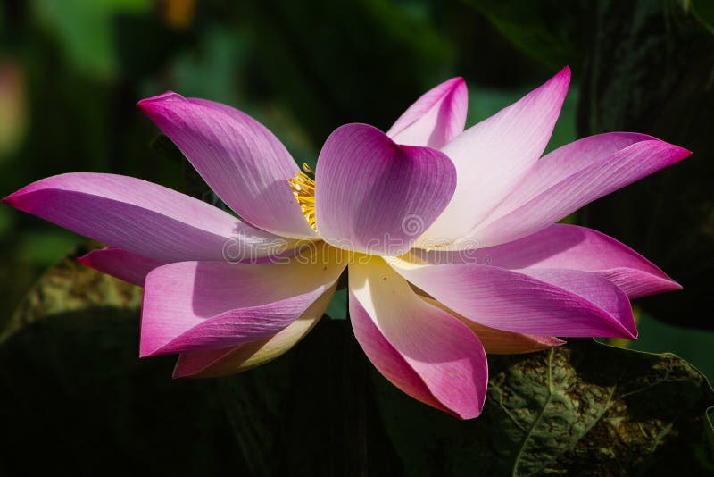 Single lotus blossom stock photo. Image of nature, garden - 72021578