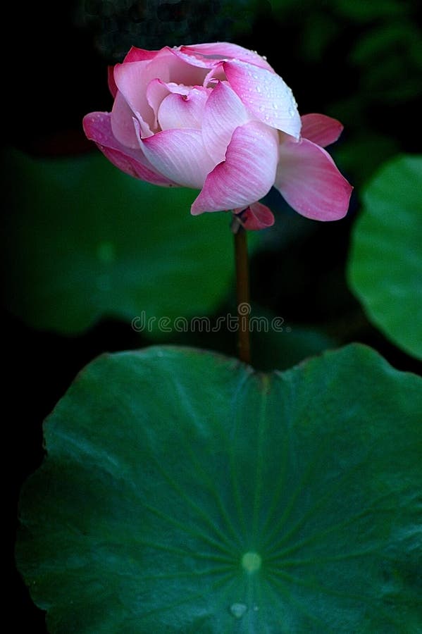 A single lotus flower stock image. Image of flowers, leaves - 77888793