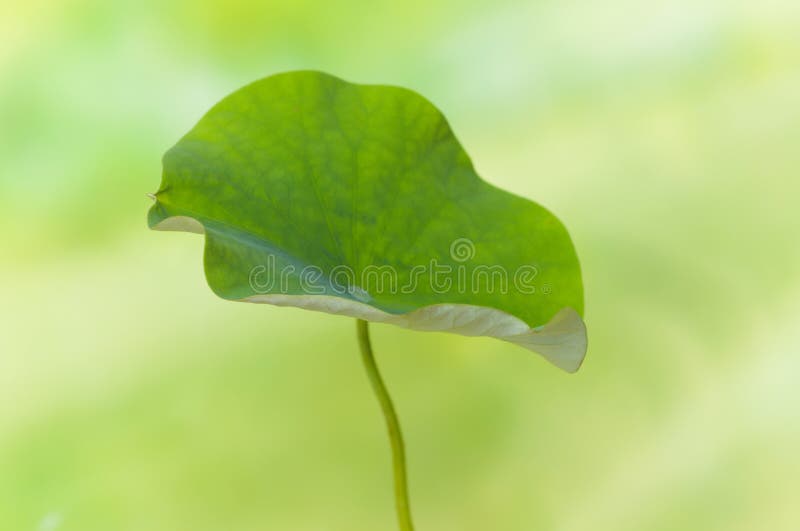 Single lotus leaf stock photo. Image of japanese, aquatic - 329252100