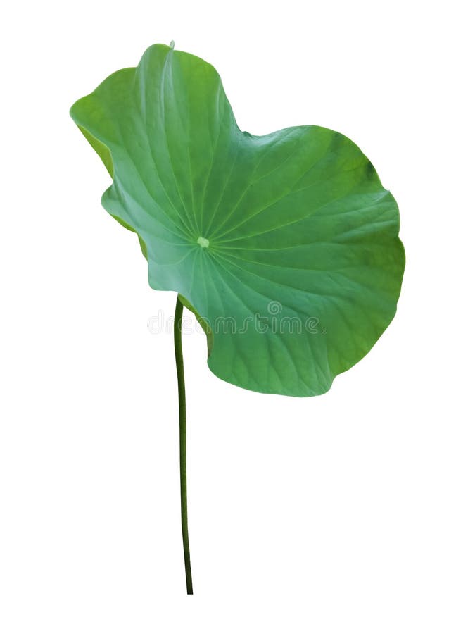 Single Red Lotus Flower With Green Leaves Stock Image - Image of ...