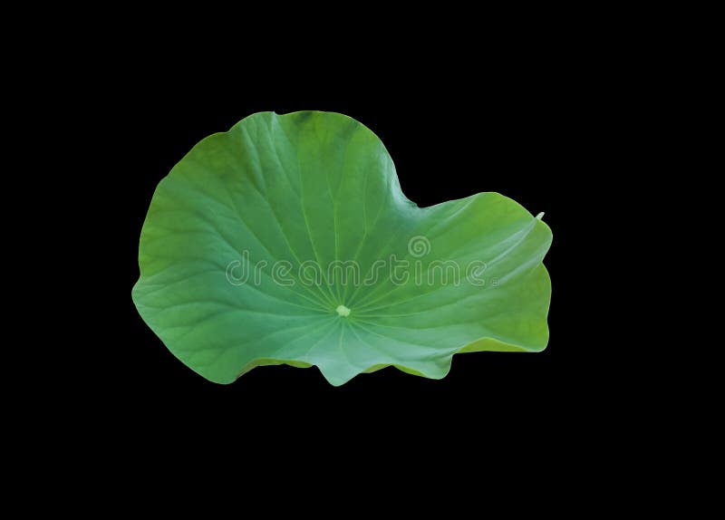 Single lotus leaf stock image. Image of botanical, colorful - 213590173