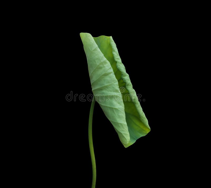 Single Red Lotus Flower With Green Leaves Stock Image - Image of ...