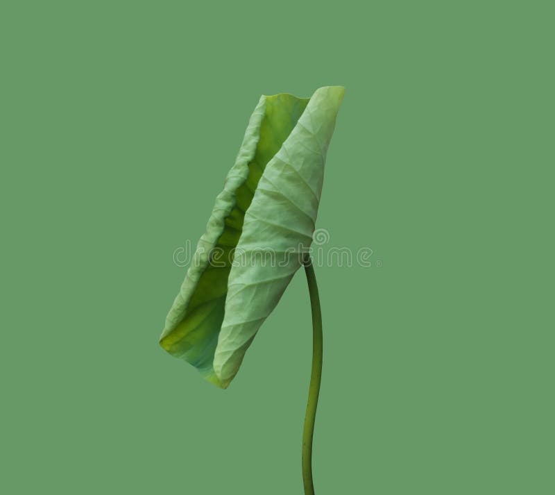 Isolated Single Green Lotus Leaf Stock Image - Image of beauty, fileds ...