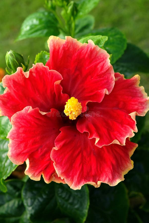 Single Flower of a Geranium Cultivar Stock Image - Image of flower ...