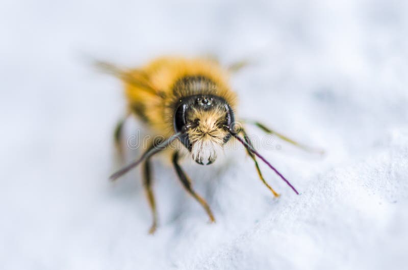 Single Macro of a Honey Bee Looking Straight into the Camera - Isolated ...