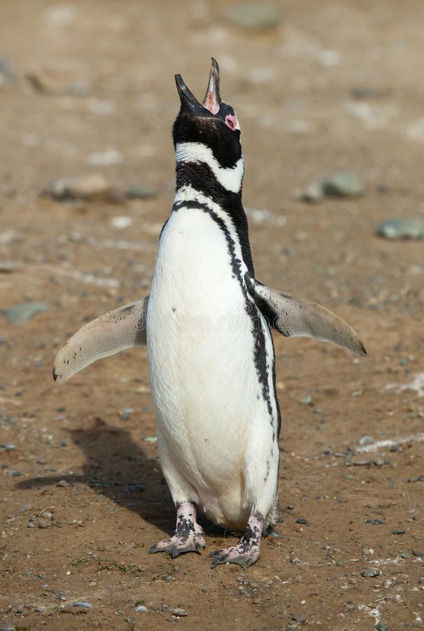 Single Magellanic Penguin stock photo. Image of america - 18322634