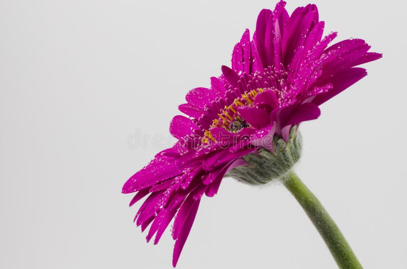 Single Magenta Water Lily with Reflection Stock Image - Image of purity ...