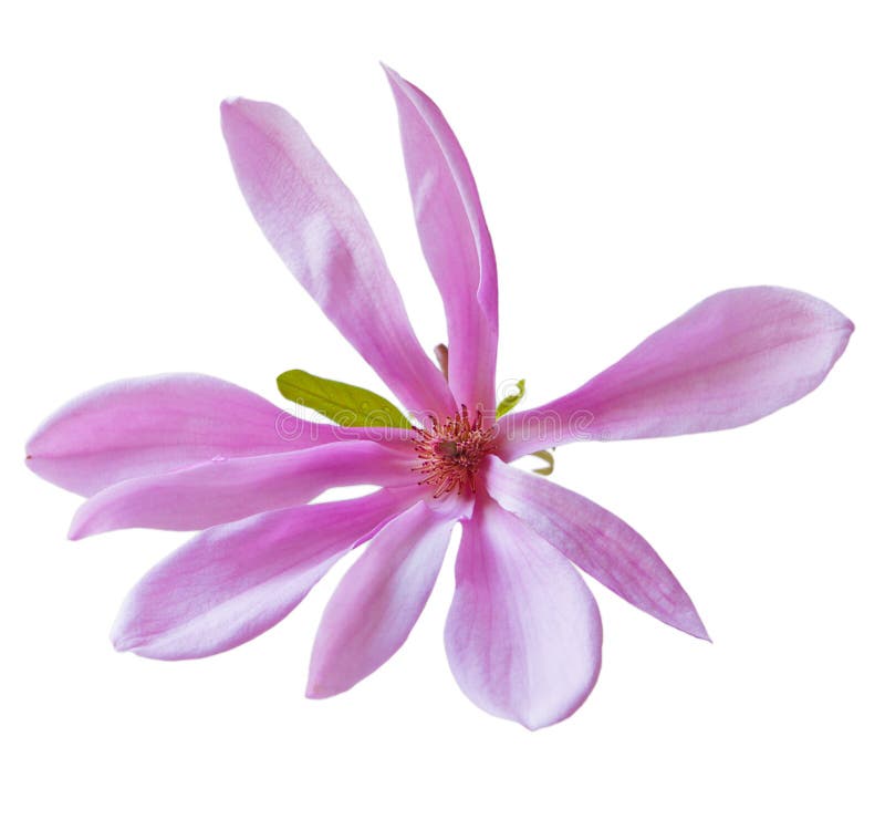 35,879 Pink Magnolia Flower Stock Photos - Free & Royalty-Free Stock ...