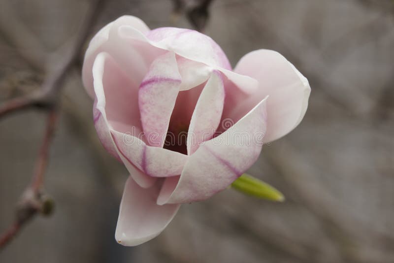 Single Magnolia Flower with a C Rooked Stem Stock Photo - Image of stem ...