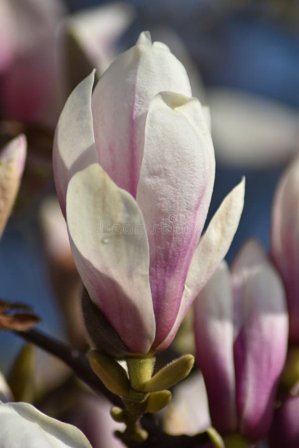 A Single Magnolia Blossom in the Spring Sunshine Stock Photo - Image of ...