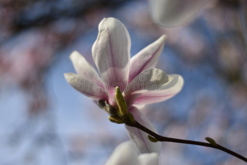 A Single Magnolia Blossom in the Spring Sunshine Stock Photo - Image of ...