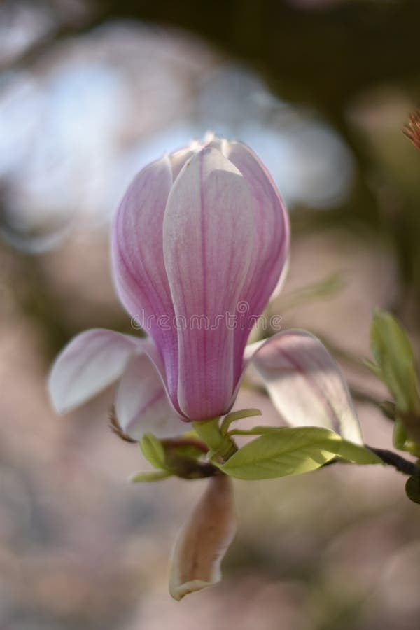 A Single Magnolia Blossom in the Spring Sunshine Stock Image - Image of ...
