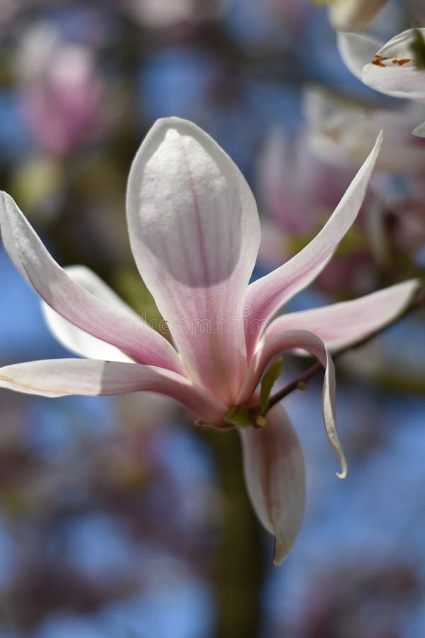 A Single Magnolia Blossom in the Spring Sunshine Stock Image - Image of ...