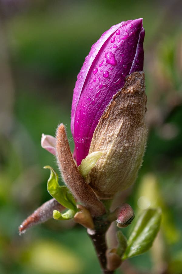 Single Magnolia Bud after the Rain Stock Photo - Image of blossom, acid ...