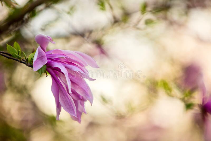 Single Magnolia Flower on Tree Branch Stock Photo - Image of petals ...