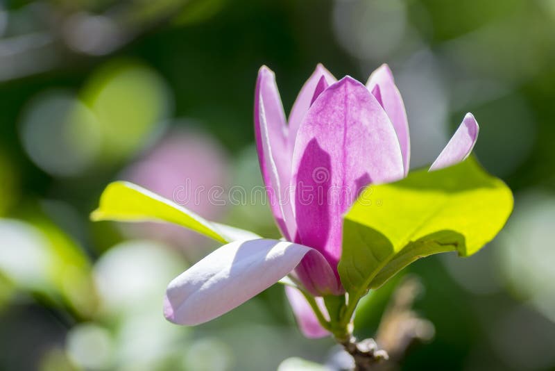 Single Magnolia Pink Flower on Green Background Stock Image - Image of ...
