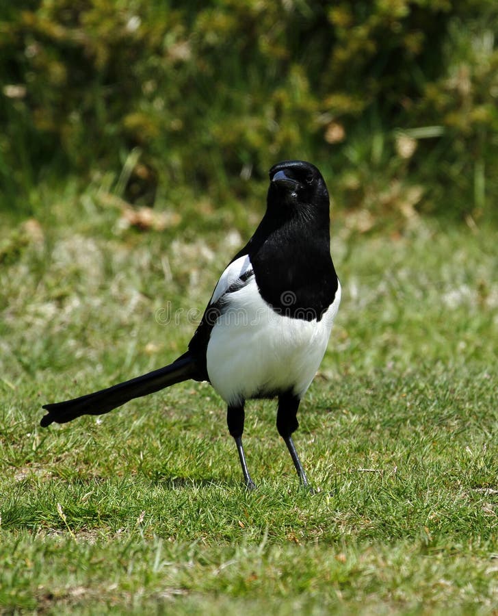 Single Magpie stock photo. Image of holarctic, corvid - 42091550
