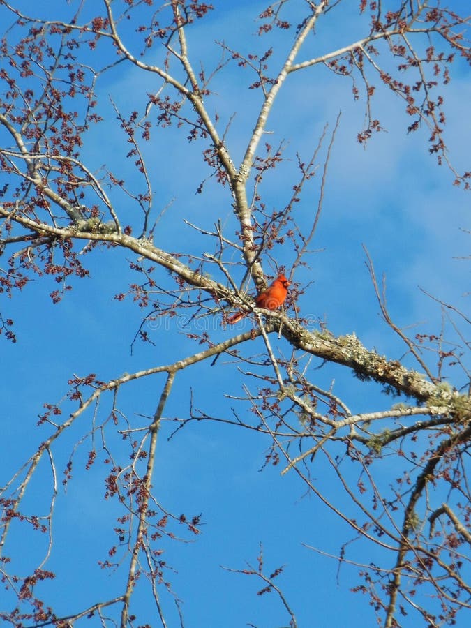 Single Male Cardinal on a Branch Stock Photo - Image of beautiful ...