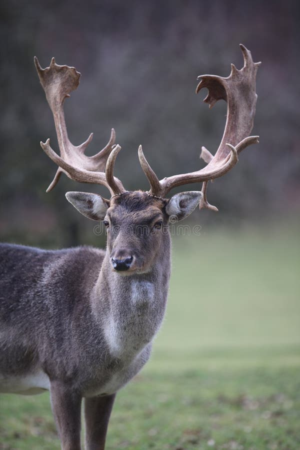 Single Male Fallow Deer on the Meadow Stock Photo - Image of portrait ...