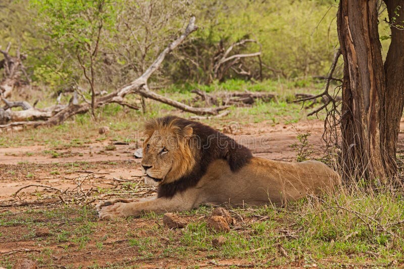 Single Male Lion 14811 stock photo. Image of nature - 245143886