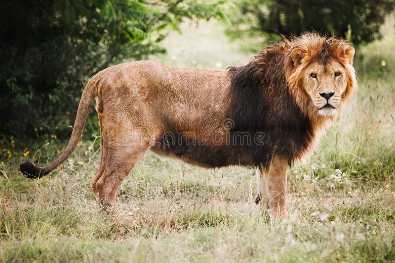 Single Male Lion Portrait. African Male Lion Looking at Camera. Stock ...