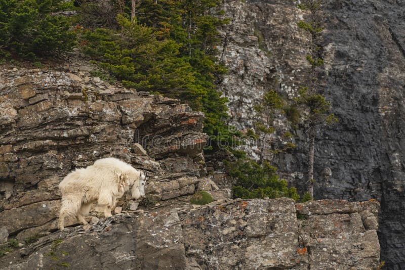 Single Male Mountain Goat Looks Down from Cliff Stock Image - Image of ...