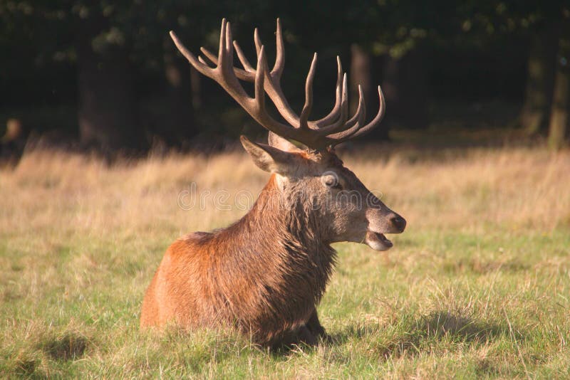 Single Male Stag Resting in Grass Stock Photo - Image of deer, resting ...