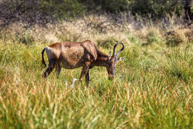 Single Male Tsessebe Antelope Grazing Stock Photo - Image of nature ...
