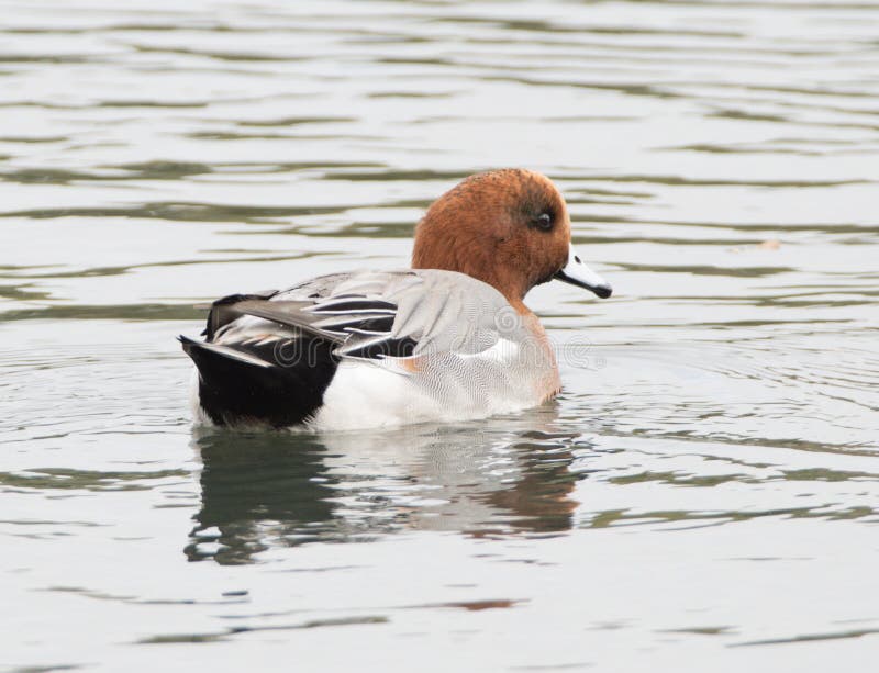 Single Male Wigeon Swimming in a Lake Stock Image - Image of wildlife ...