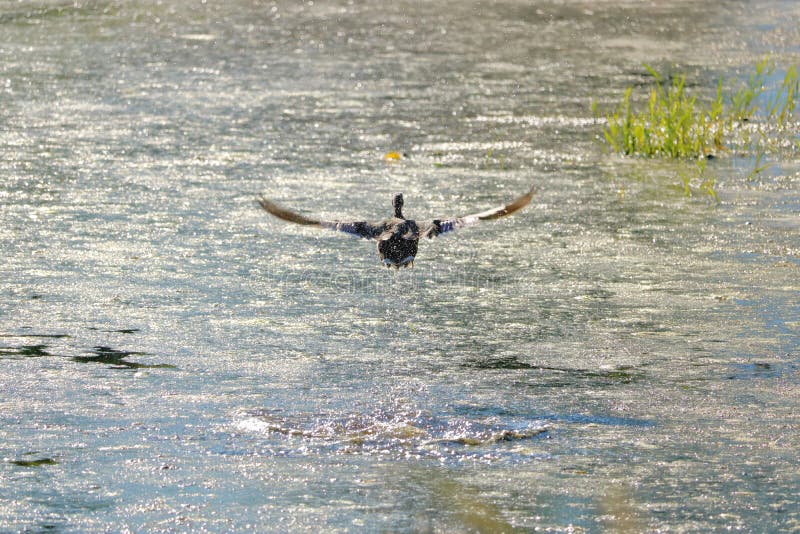 161 Bird Back View Spread Wings Photos - Free & Royalty-Free Stock ...