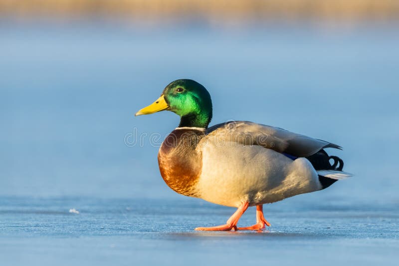 Single Mallard Duck on a Ice Lake in Winter Time Stock Image - Image of ...
