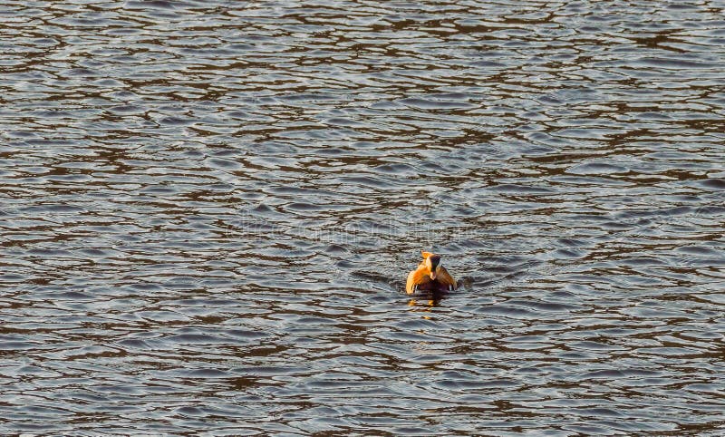 Single Mandarin Duck a River Stock Photo - Image of water, avian: 83803624