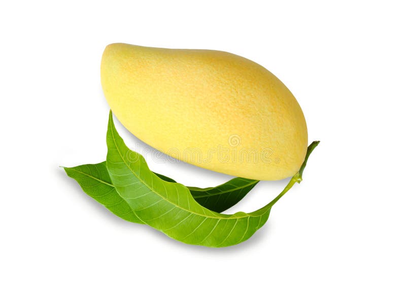 Single Ripe Mango Isolated on White Background. Stock Image - Image of ...