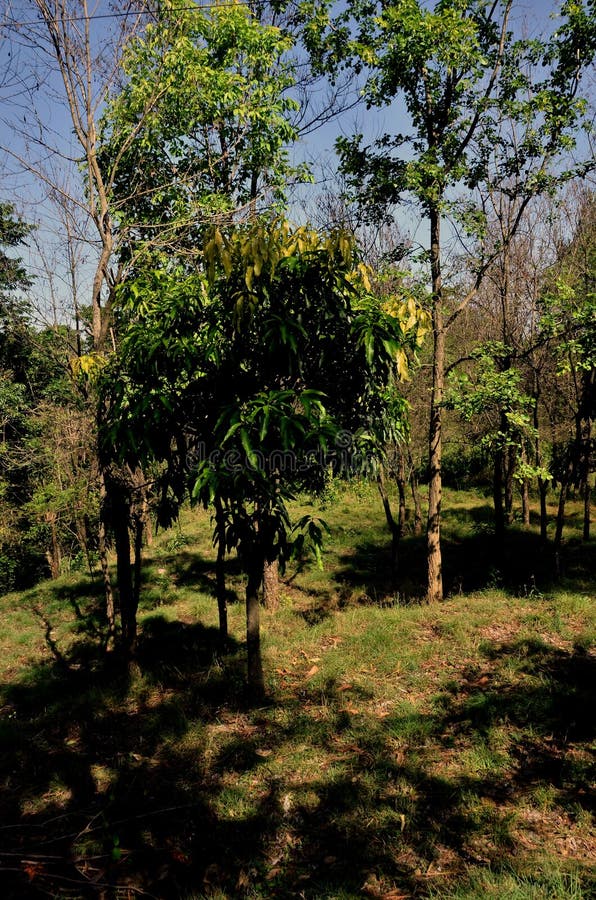 Single Mango Tree in Forest of Kangoo Town HImachal Pradesh India Stock ...