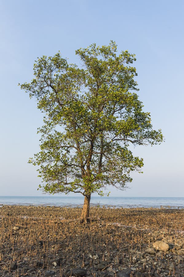 Single Mangrove on the Shoreline of the Florida Ke Stock Image - Image ...