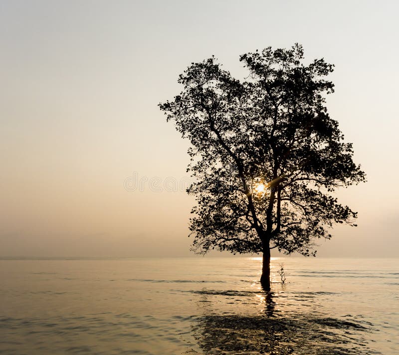 Single Mangrove Tree Isolated White Stock Image - Image of global ...
